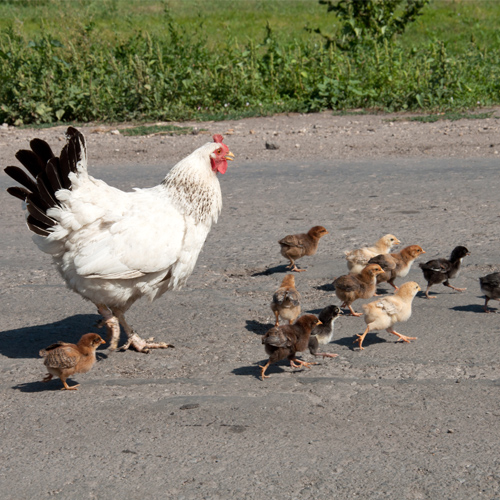 The Unforgettable Lesson I Learned From A Chicken - Goal Achievement ...