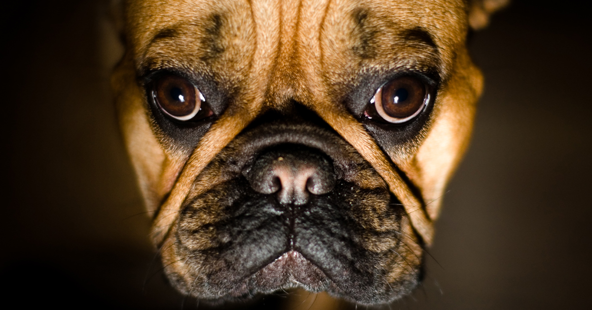 Get Scrappy — Everybody Loves an Underdog - Goal Achievement Strategies ...